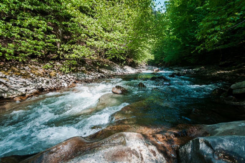 Tranquil Flow of a Crystal-Clear Mountain Stream Amidst Lush Greenery ...