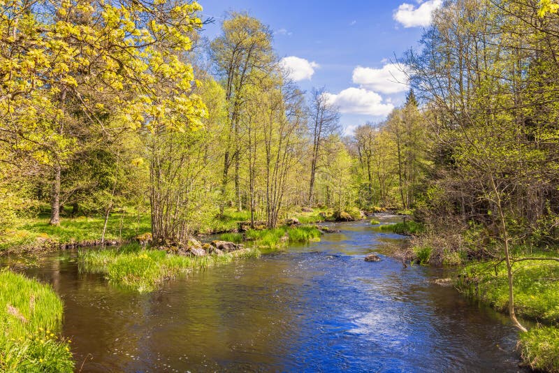 Tranquil Flowing Water River Lush Deciduous Forest Sunny Spring Day ...