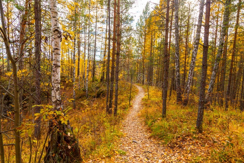 Tranquil Footpath in a Park in Autumn, with Beams of Light Falling ...