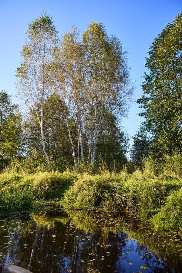 Tranquil Forest Lake with Fallen Trees Reflection Stock Photo - Image ...