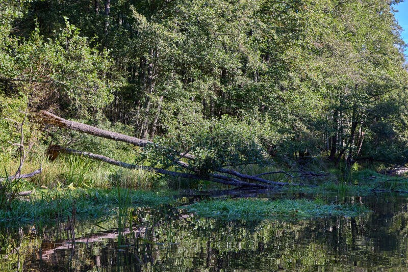 Tranquil Forest Lake with Fallen Trees Reflection Stock Photo - Image ...