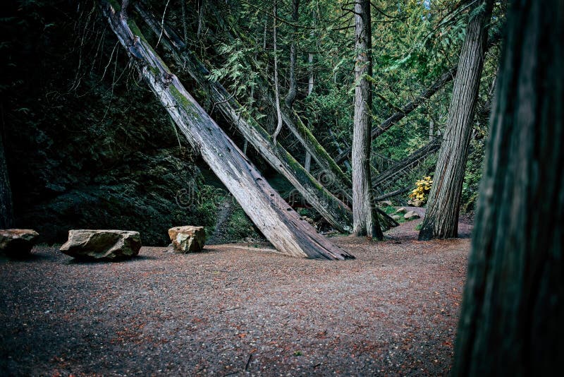 Tranquil Forest Path with Leaning Trees Stock Photo - Image of ...