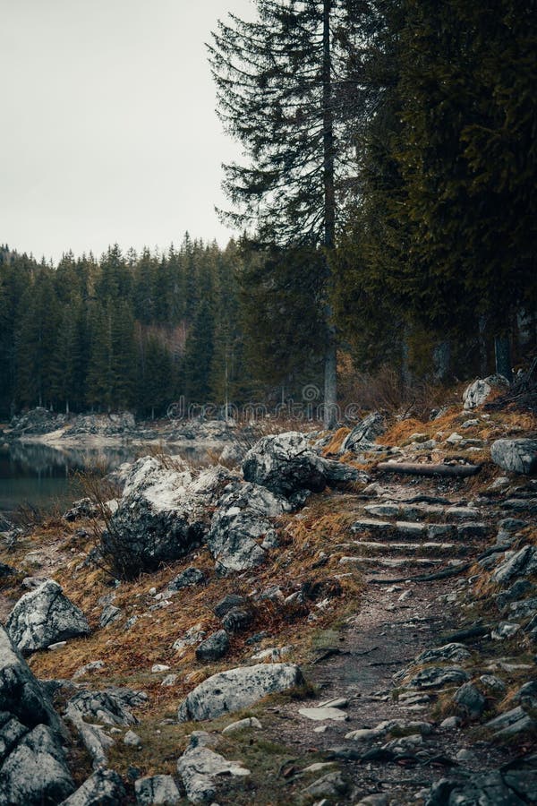 Tranquil Forest Path with Pine Trees Stock Image - Image of path, calm ...