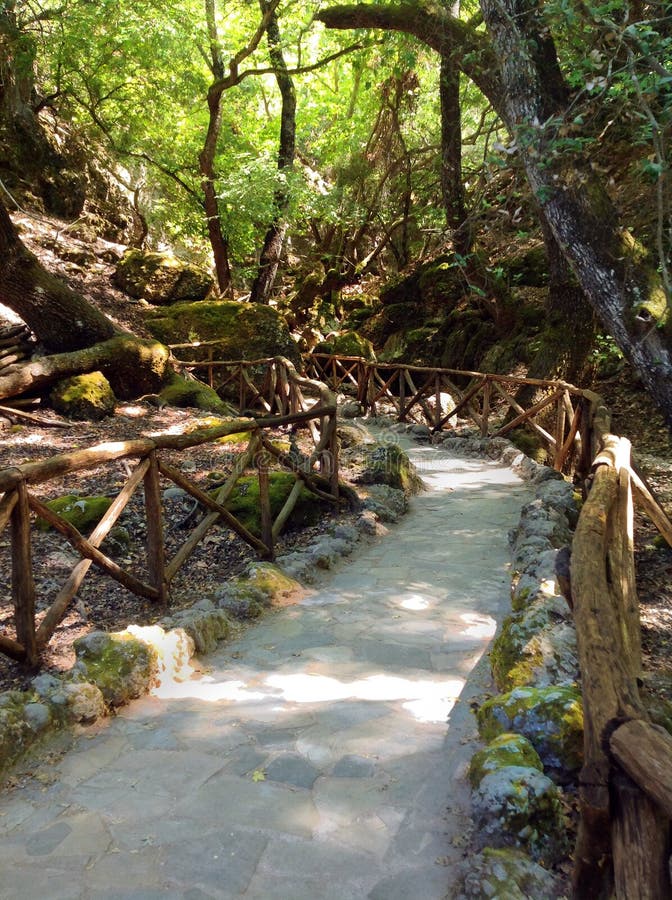 Tranquil Forest Path stock image. Image of landscape - 117888477