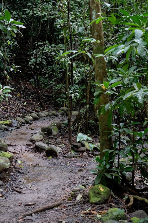 Tranquil Forest Pathway with Rocks and Tree Roots Stock Photo - Image ...