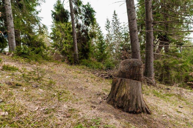 Tranquil Forest Scene Featuring a Stump among Lush Greenery Stock Photo ...