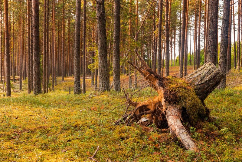 A Tranquil Forest Scene with Straight Pine Tree Trunks and the Roots of ...
