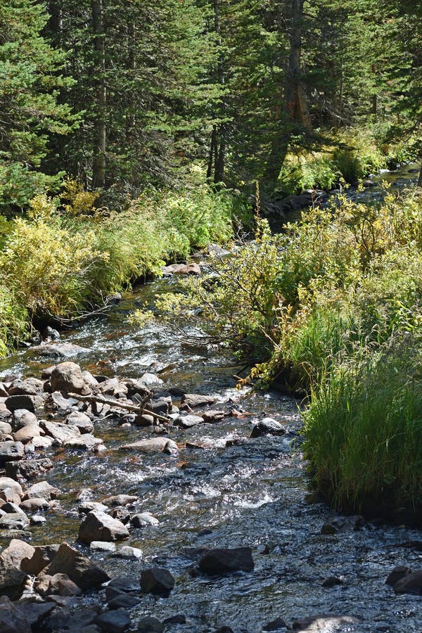 Tranquil Forest Stream stock image. Image of woodland - 350908023