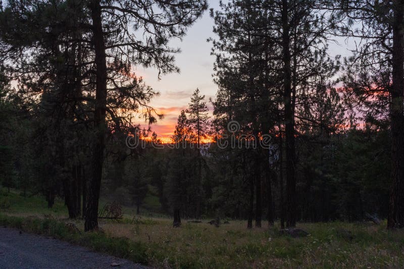 Tranquil Forest Sunset, Oregon, USA Stock Photo - Image of sunrise ...