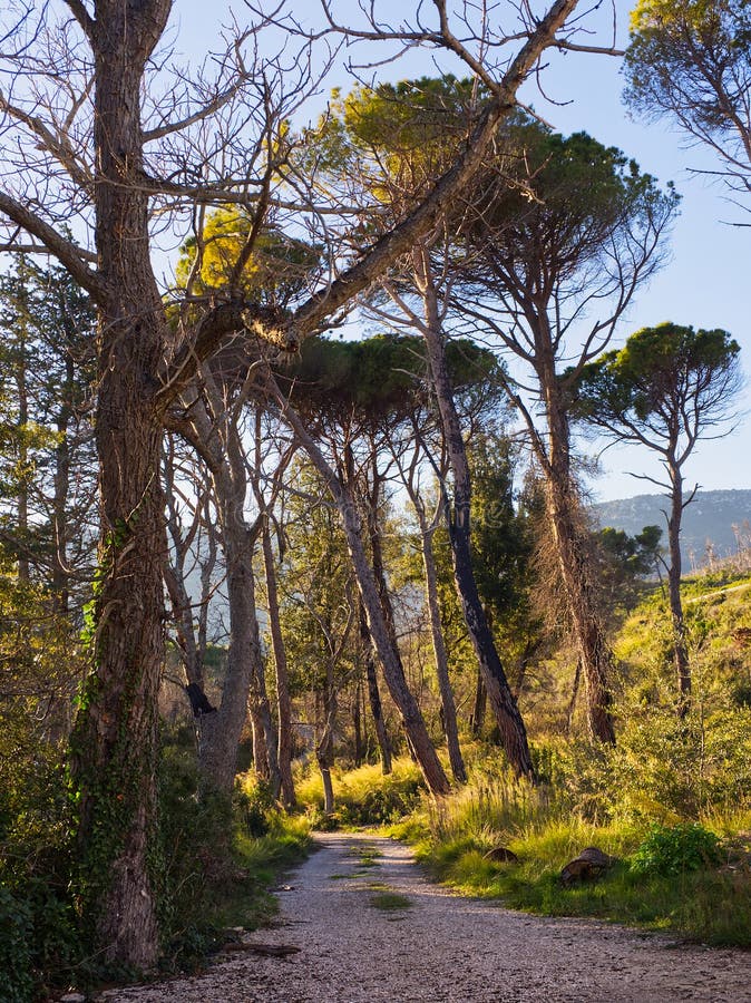 Serene Forest Path Winding through Tall Trees Stock Photo - Image of ...