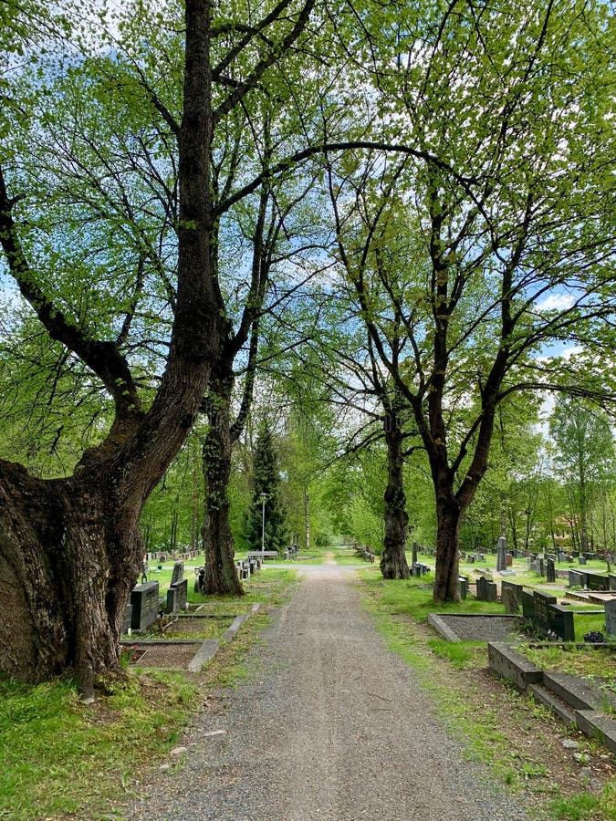 Tranquil Graveyard Pathway Lined with Majestic Trees Stock Photo ...