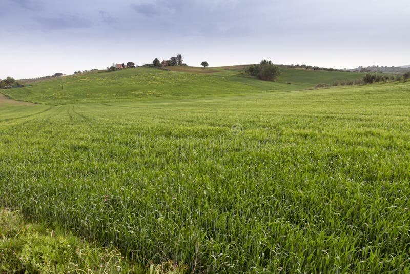 A Tranquil Green Country Scene with a Path Leading through the Grass ...