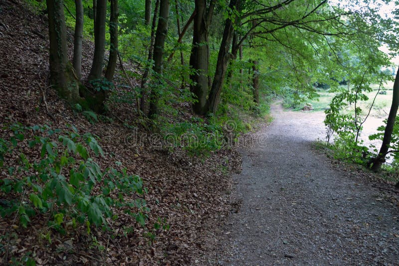 Tranquil Green Forest with a Small Dirt Footpath between Hills with ...