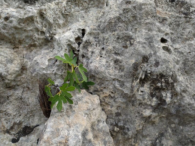 Tranquil Growth: Fig Tree Bonsai among Rocks. Stock Image - Image of ...