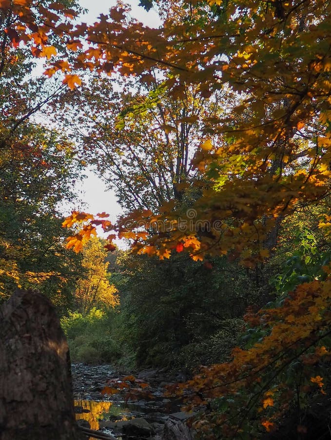 Tranquil Hidden Stream in Autumn Stock Photo - Image of vertical, brook ...