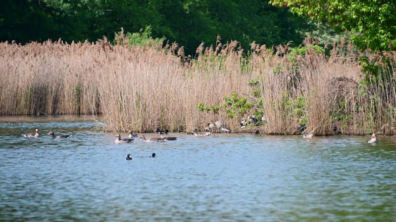 Tranquil Lake Scene with Ducks, Geese and Lush Greenery in Serene ...