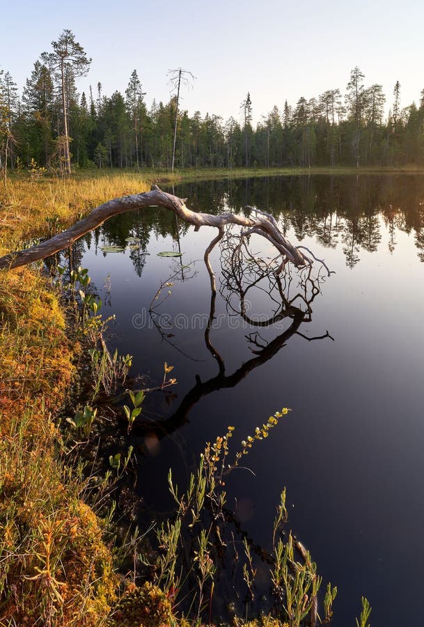 Tranquil Lake Scene with Reflecting Tree Branch. Stock Image - Image of ...