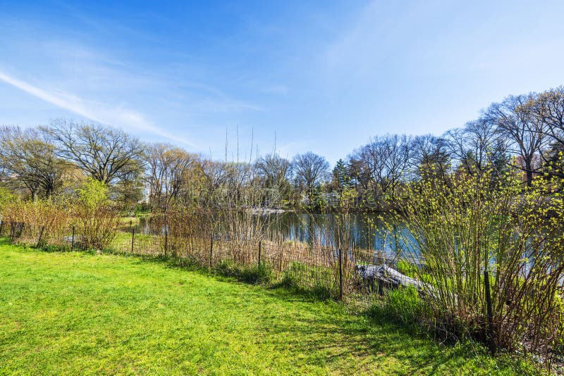 Tranquil Lakeside Landscape with Vibrant Greenery, Budding Shrubs, and ...