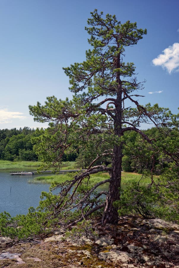 Tranquil Lakeside with Lone Pine Tree Stock Image - Image of flower ...