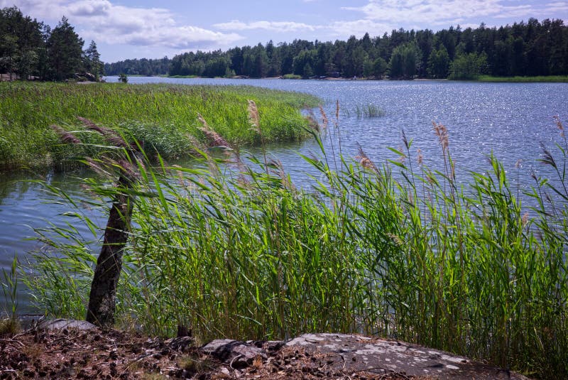 Tranquil Lakeside Scene with Tall Reeds and Forested Shoreline Stock ...