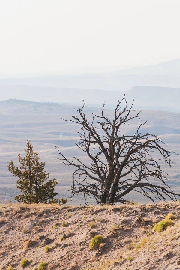 Tranquil Landscape with Alive and Dead Tree Stock Photo - Image of ...