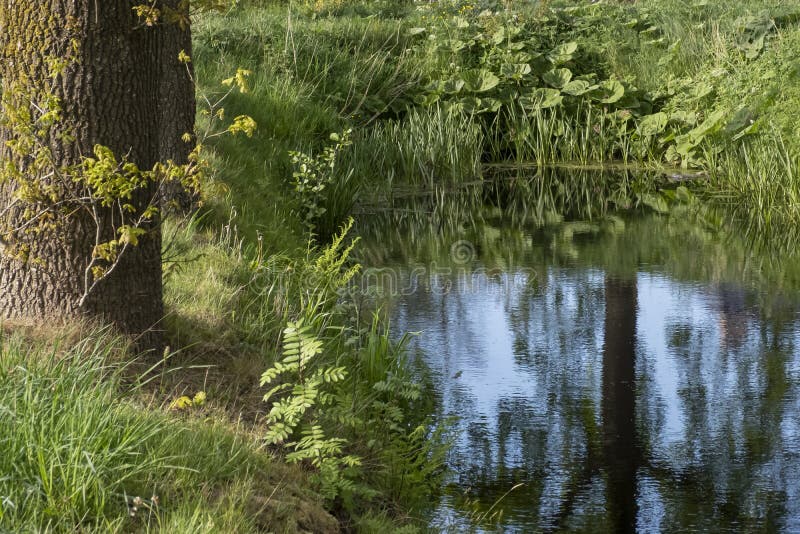 Tranquil Landscape at a Ditch, Grasses and Leaves on the Edge of the ...