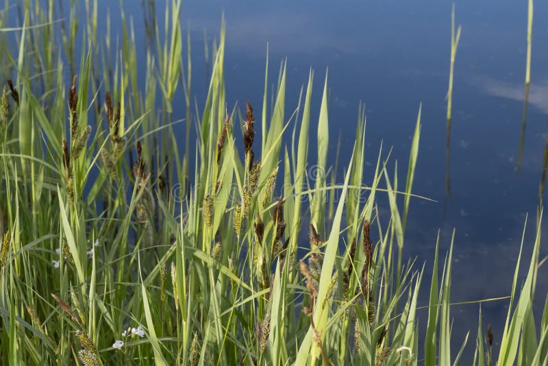 Tranquil Landscape at a Ditch, Grasses and Leaves on the Edge of the ...