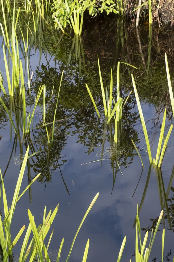 Tranquil Landscape at a Ditch, Grasses and Leaves on the Edge of the ...