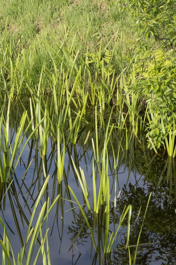 Tranquil Landscape at a Ditch, Grasses and Leaves on the Edge of the ...