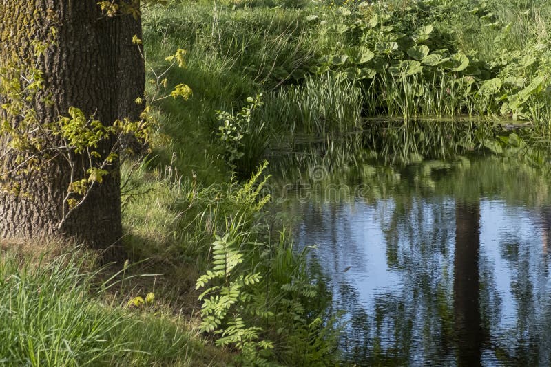 Tranquil Landscape at a Ditch, Grasses and Leaves on the Edge of the ...