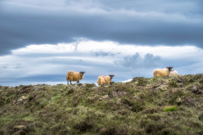 A Tranquil Landscape Features Sheep Peacefully Grazing Beneath a ...