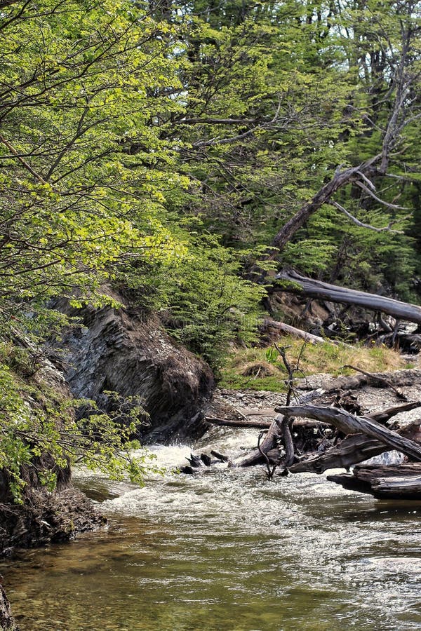 Tranquil Landscape with a River Winding Its Way through a Dense Forest ...