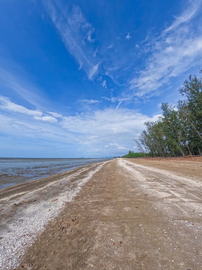 Tranquil Long Beach with Pine Trees and Calm Tidal Waters Stock Image ...