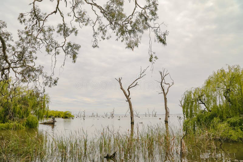 Tranquil Natural Setting at Kow Swamp in Central Victoria Australia ...
