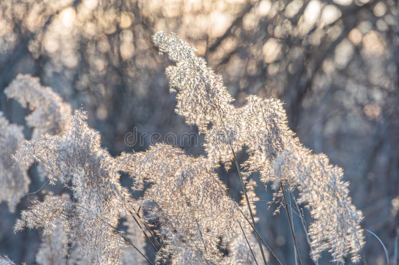 A Tranquil Nature Photograph Featuring Dried Seed Pods, Possibly ...