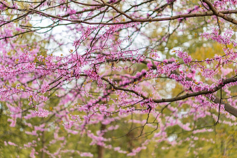 A Tranquil Nature Scene Featuring a Flowering Tree Over a Gray Day ...