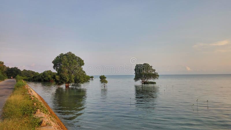 Tranquil Ocean View with Greenery and Trees on the Shoreline Editorial ...