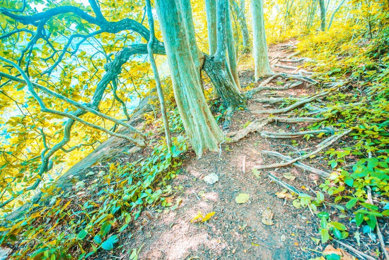 A Tranquil Old Cliff Path with Roots of Old Trees in Primeval Forest ...