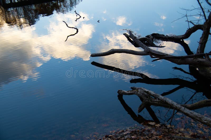 Tranquil Outdoor Shot of the Reflection of White Clouds and Branches of ...