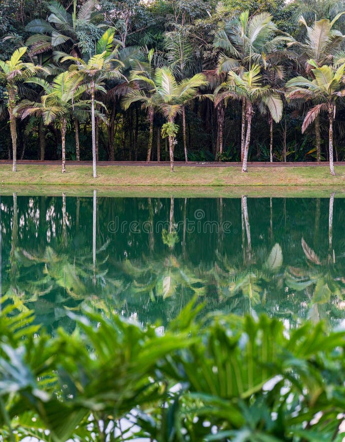 Tranquil Palm Trees and Their Reflection on Water Stock Image - Image ...