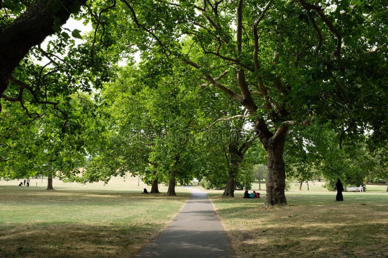 A Tranquil Park Scene with a Paved Path Lined by Large Deciduous Trees ...