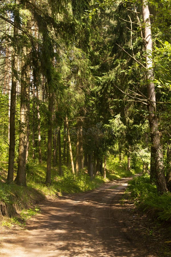 A Tranquil Path Winds through a Dense Forest of Tall,evergreen Trees ...