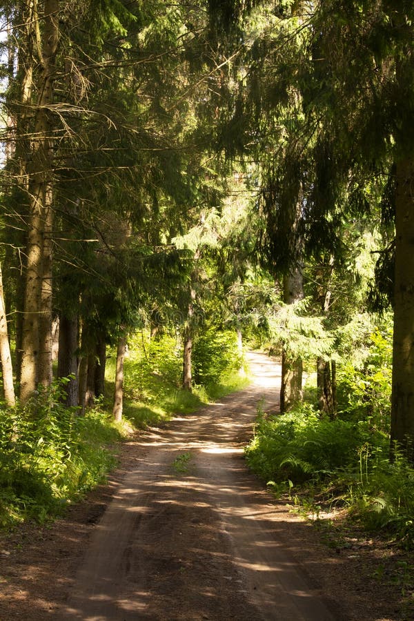 A Tranquil Path Winds through a Dense Forest of Tall,evergreen Trees ...