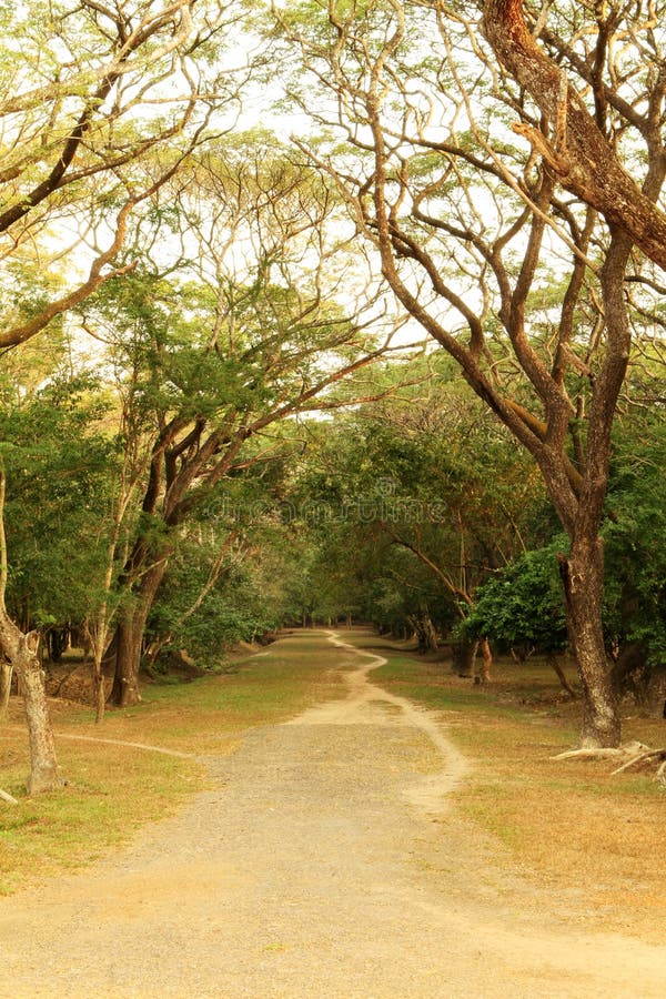 Tranquil Pathway stock image. Image of outdoors, footpath - 23280787