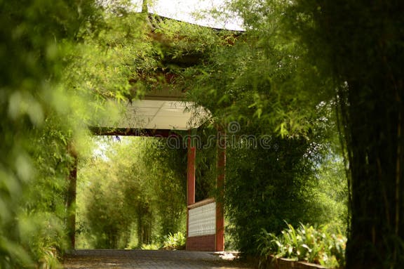 A Tranquil Pathway is Bordered by Dense Bamboo Growth, Creating a ...