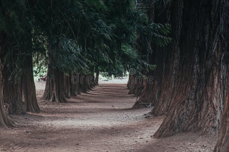 Tranquil Pathway Lined with Towering Trees, Situated Along a Quiet ...
