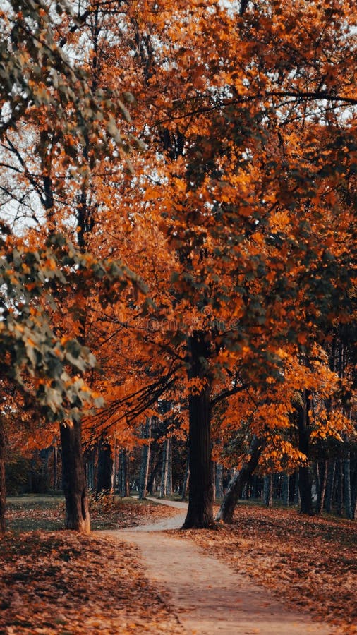 A Pathway with Some Trees on Each Side and Leaves on the Ground Stock ...