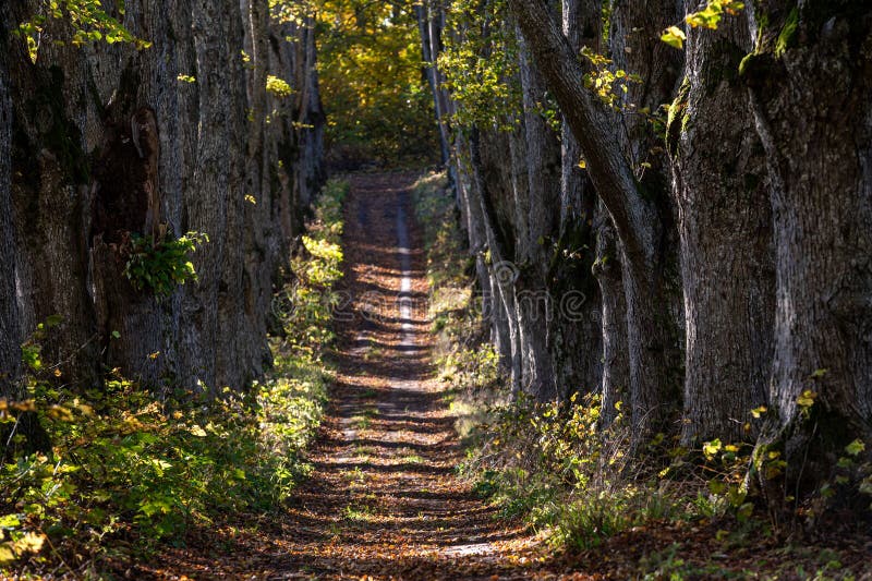 Tranquil Pathway through a Tree-lined Forest in Autumn Sunlight Stock ...