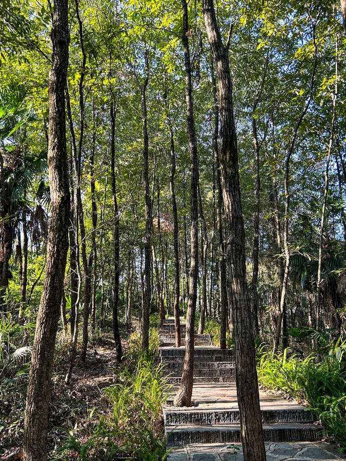 A Tranquil Pathway Winding through a Lush Forest Tall Trees and Vibrant ...