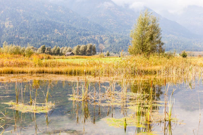 Tranquil pond stock image. Image of countryside, bulrush - 54279293
